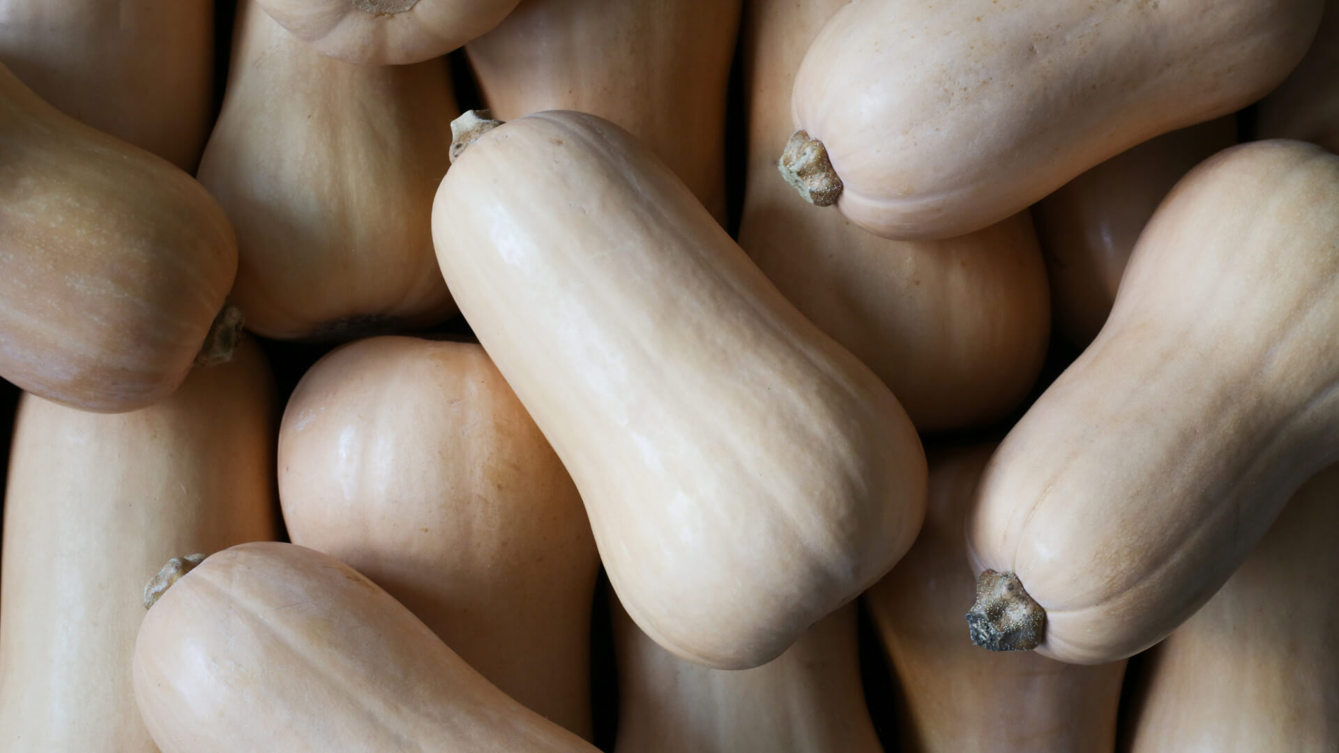 Butternut Squash - Barfoots