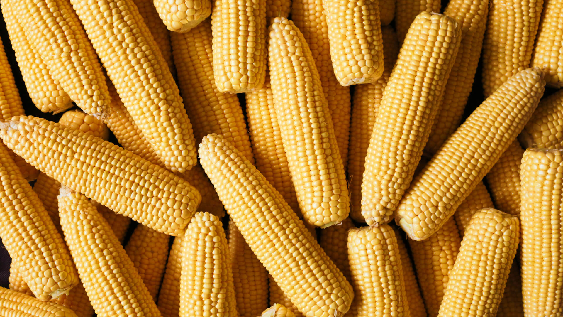 Sweetcorn - Barfoots