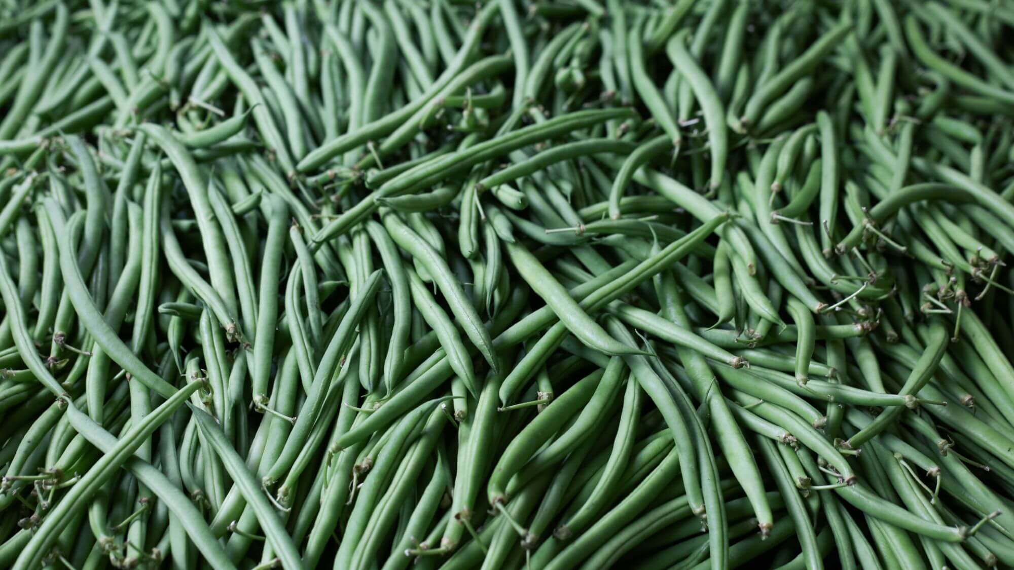 Green Beans - Barfoots