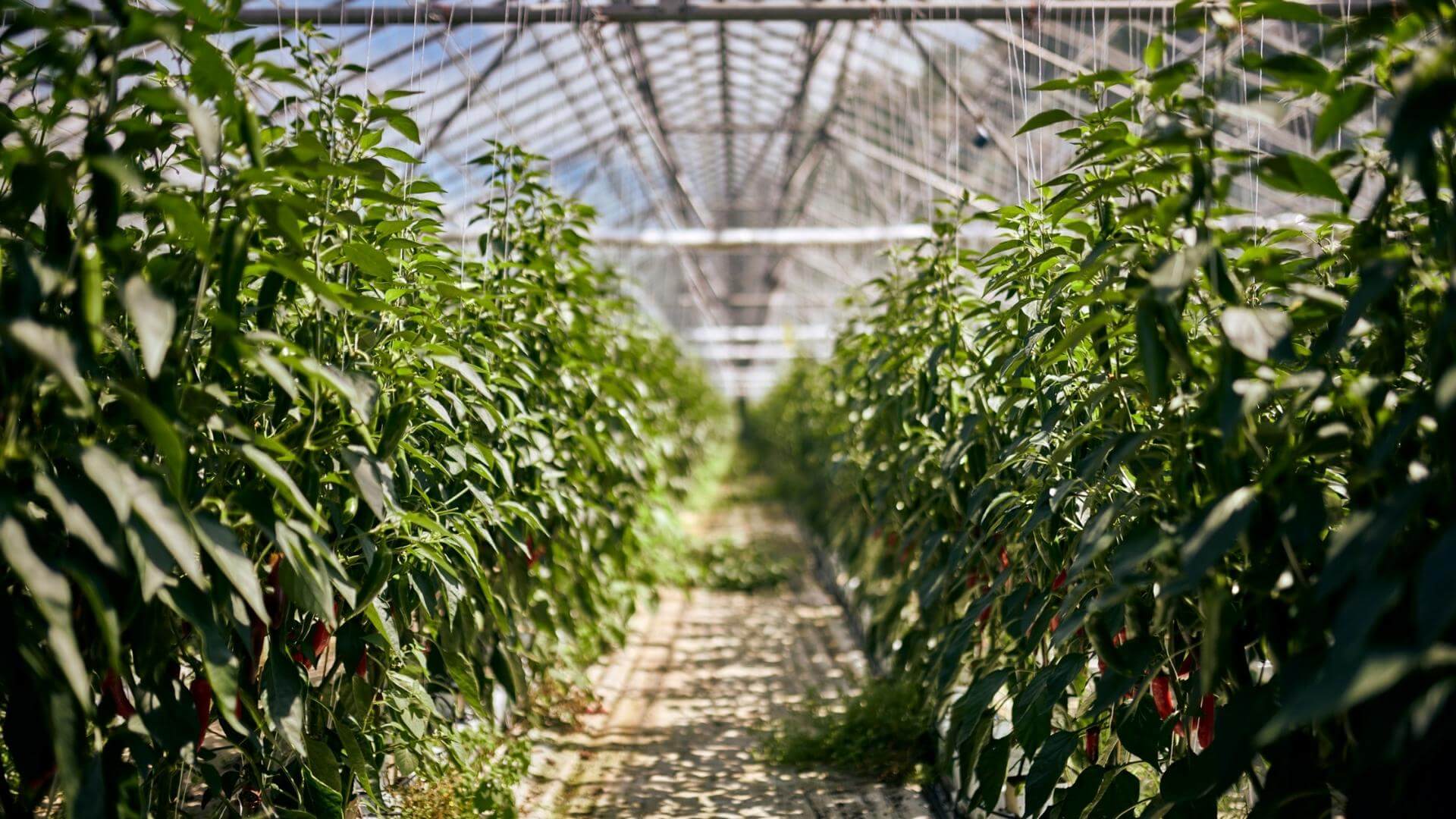 Barfoots Cropping - Barfoots